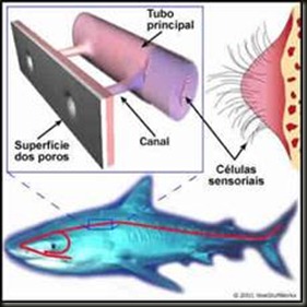 Física e Biologia: LINHA LATERAL